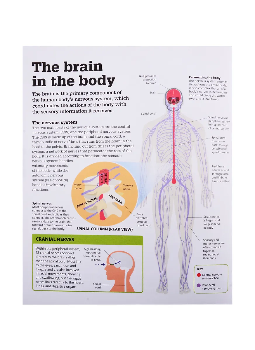 How the Brain Works - купить книгу с доставкой в интернет-магазине ...